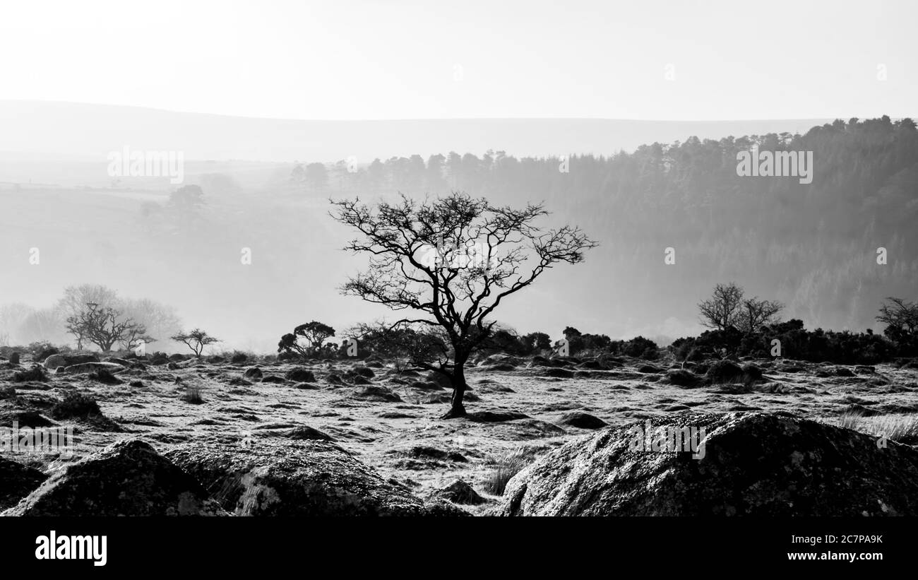 Lone hawthorn tree hi-res stock photography and images - Alamy
