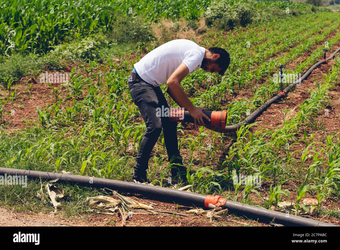 Agriculture, farmer in corn field fix irrigation system Stock Photo - Alamy