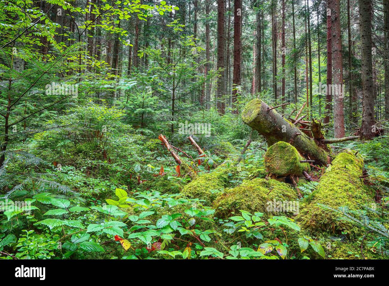 Fallen trees in the forest hi-res stock photography and images - Alamy
