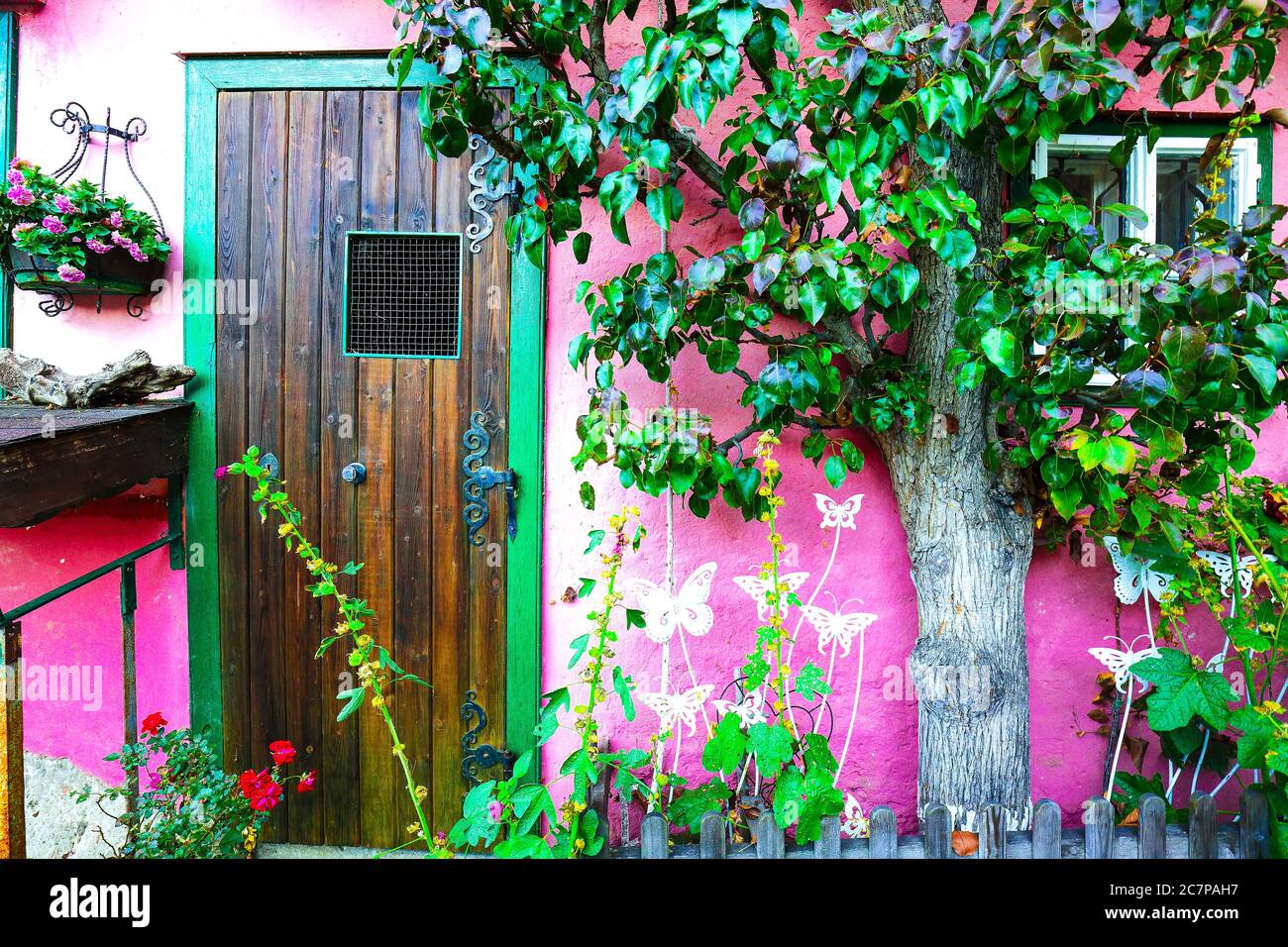 Typical Austrian Alpine houses. Tree in autumn against pink wall ...