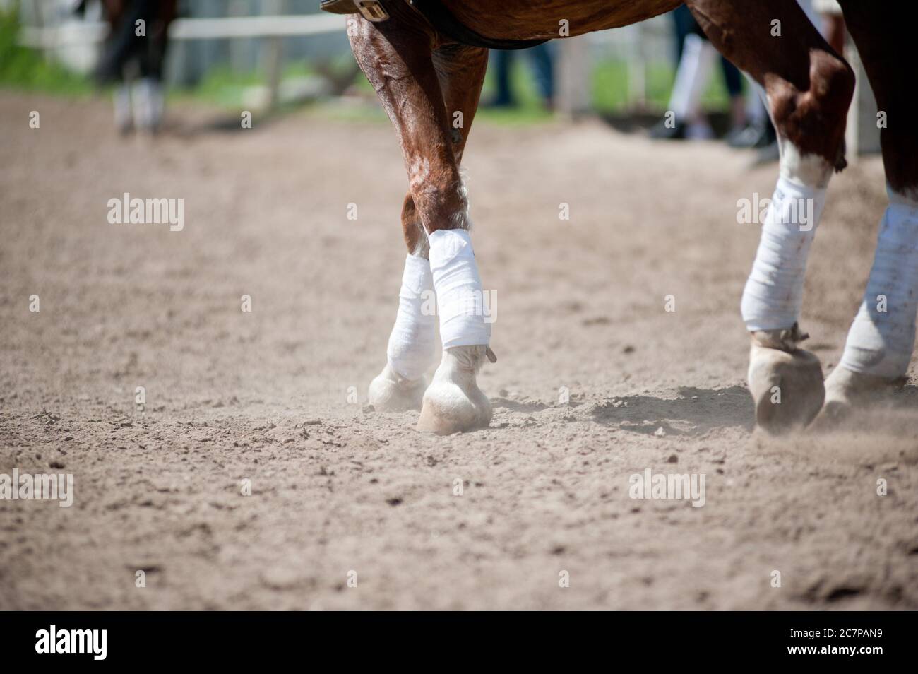 Close up horse legs hi-res stock photography and images - Alamy