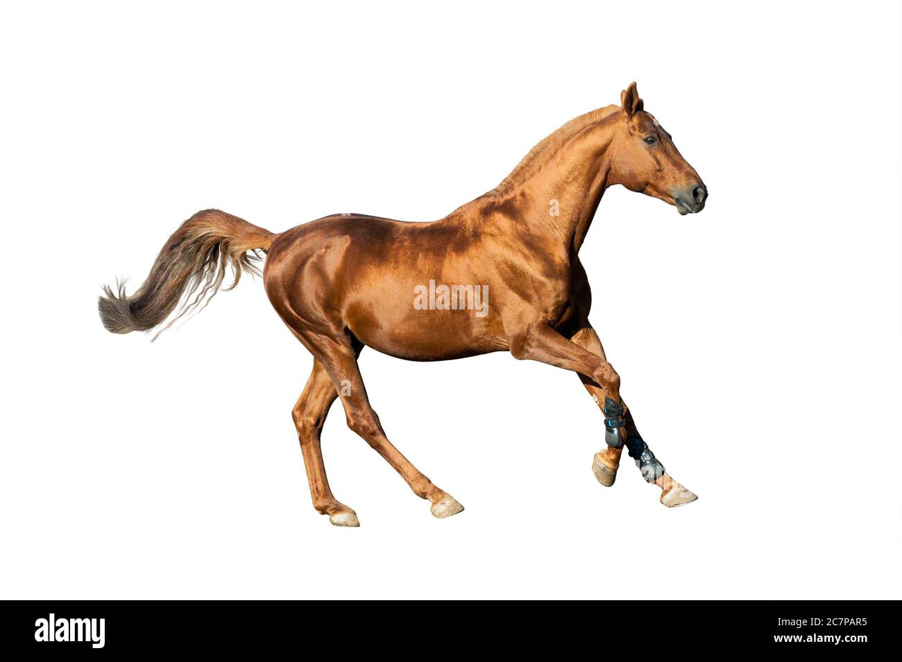 Chestnut stallion hi-res stock photography and images - Alamy