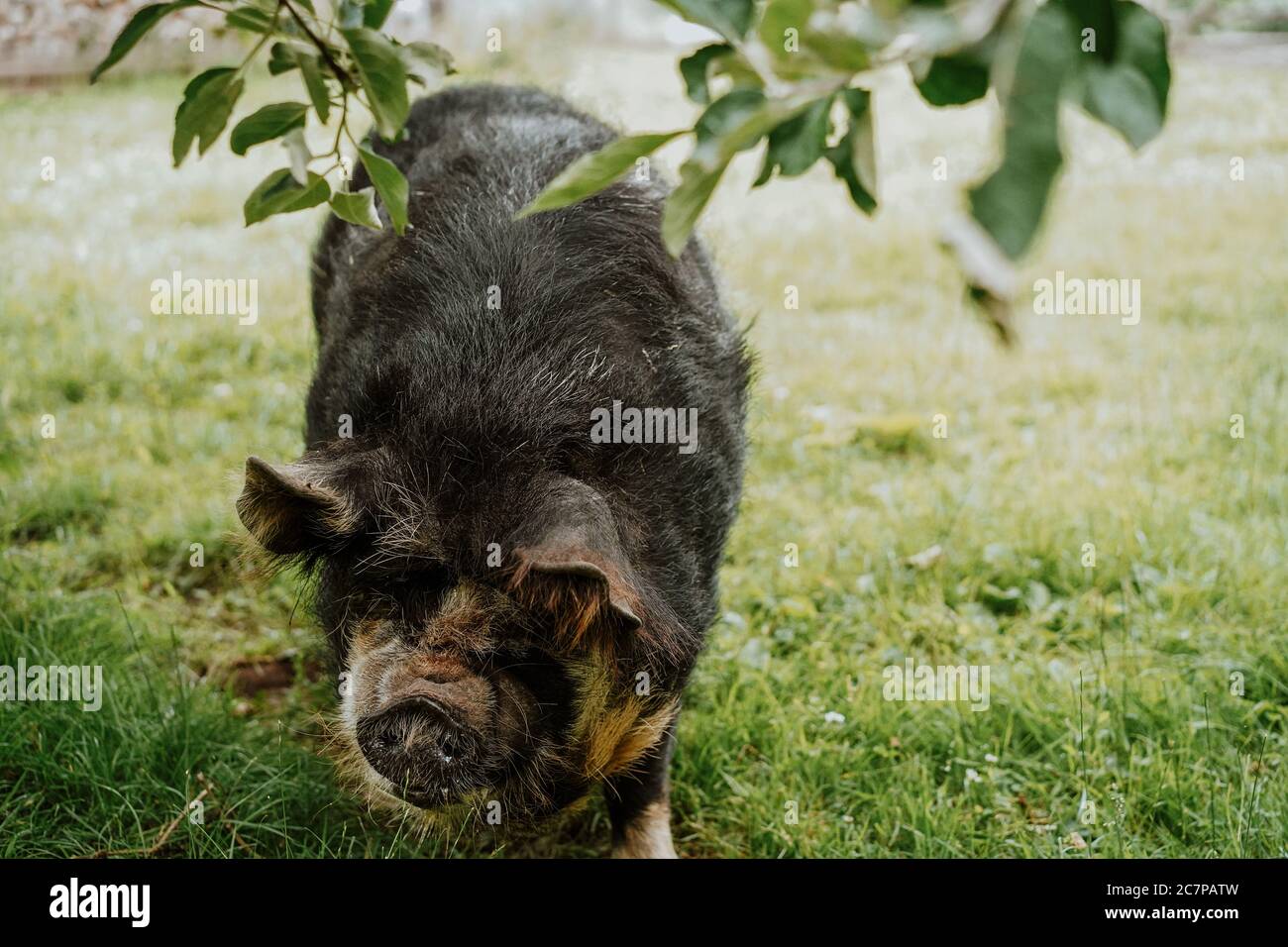 New Zealand Pig Breed High Resolution Stock Photography and Images - Alamy