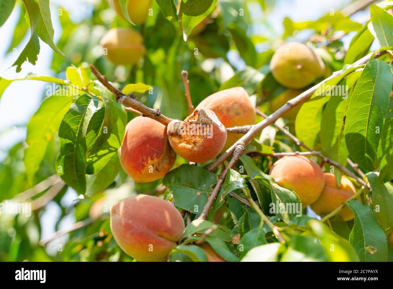 Rotten peach hi-res stock photography and images - Alamy
