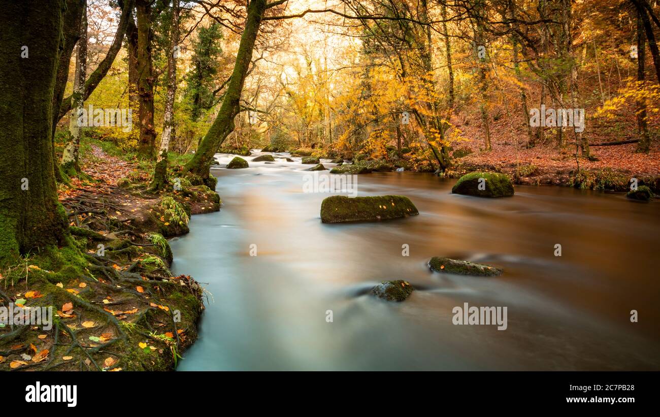 Autumn colours on the River Teign on Dartmoor Stock Photo - Alamy