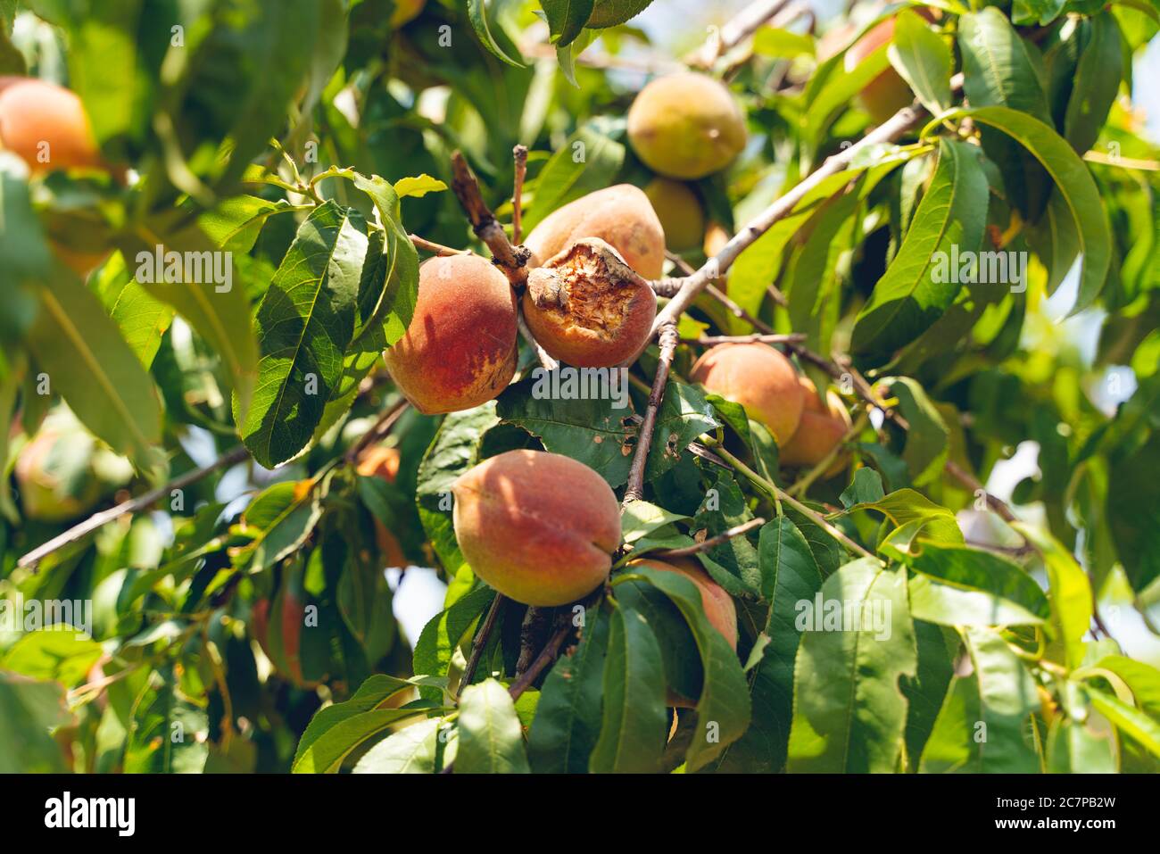 The challenge of organic growing: damage by birds and insect pests on a ...