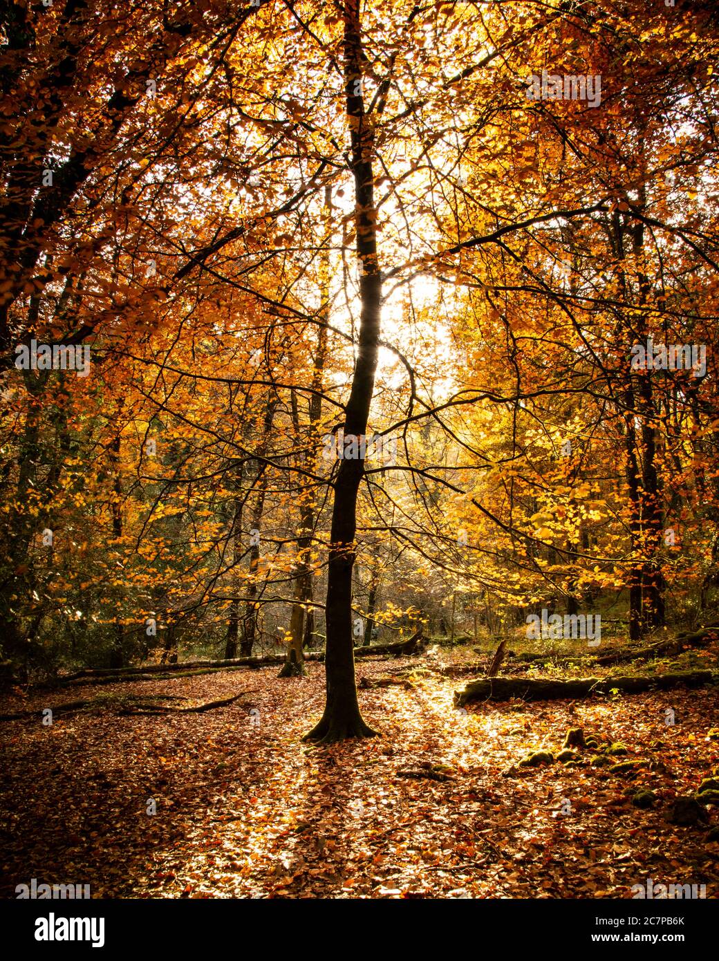 Autumn colours on the River Teign on Dartmoor Stock Photo - Alamy