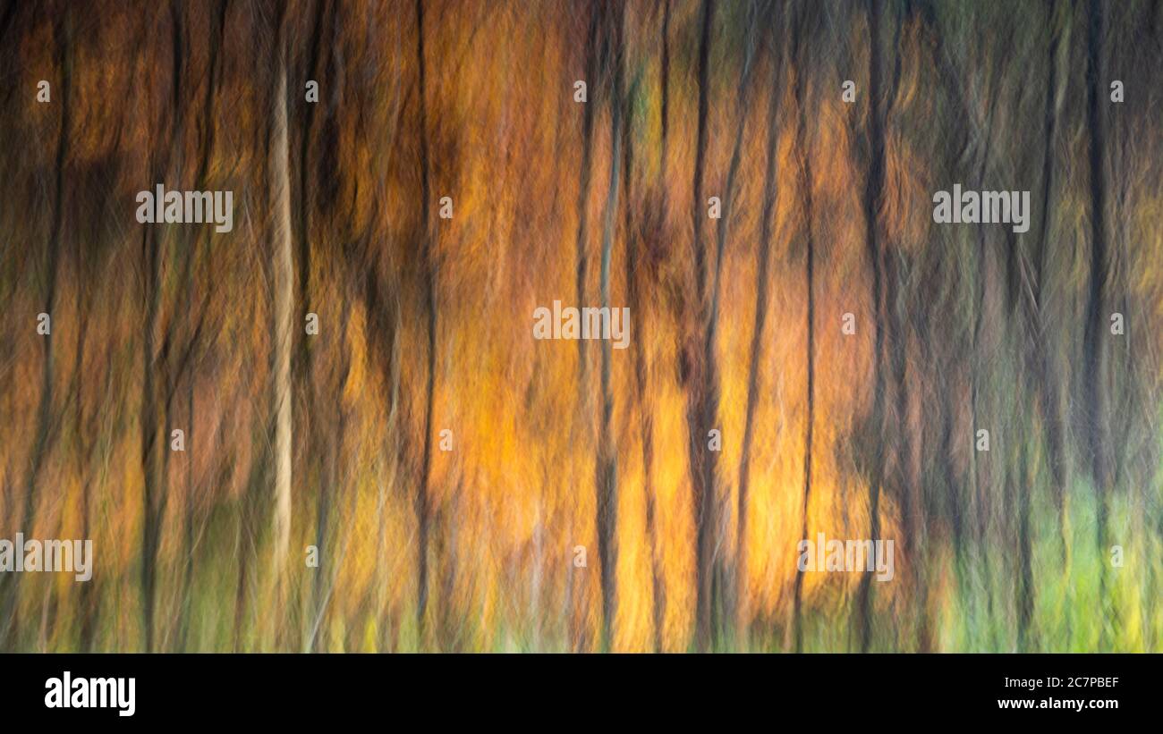 Abstract ICM Autumn Colours in the Forest Stock Photo - Alamy