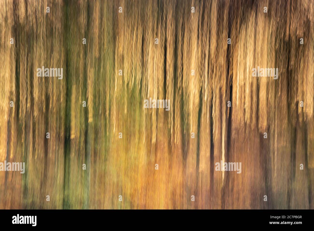 Abstract ICM Autumn Colours in the Forest Stock Photo - Alamy