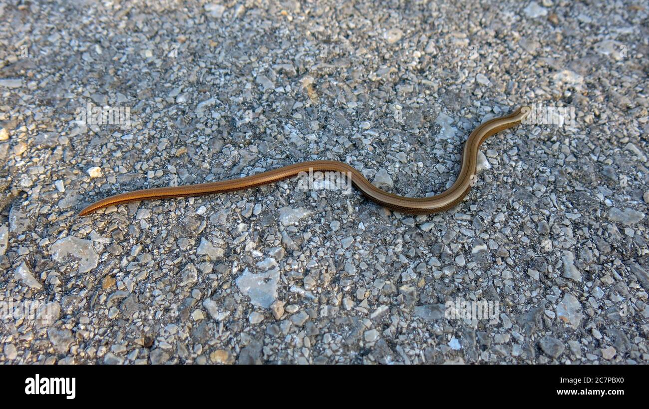 Ground crawling snakes hi-res stock photography and images - Alamy