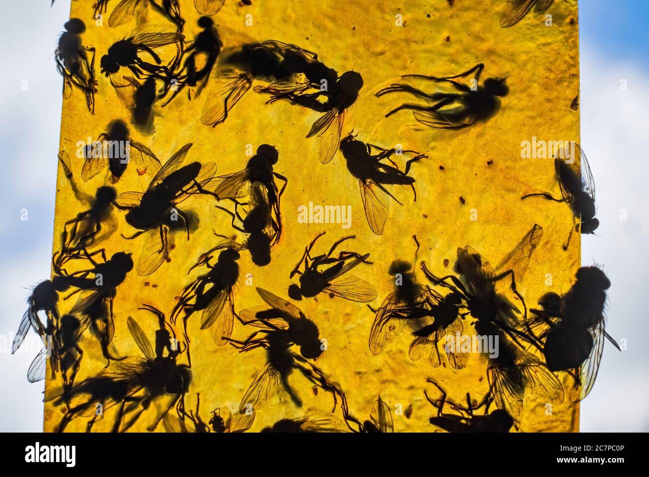 Annoying insects hi-res stock photography and images - Alamy