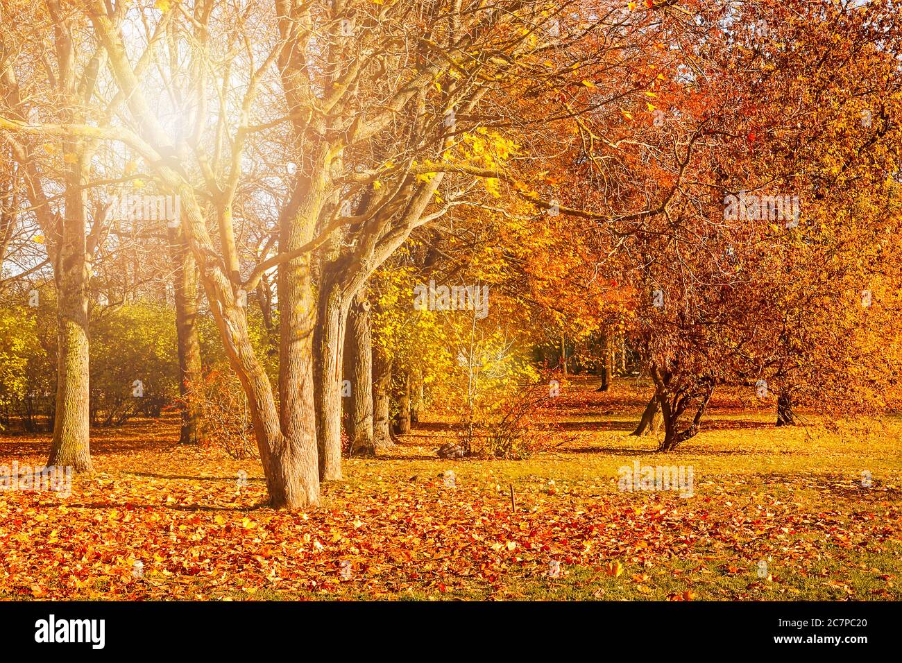 Autumn landscape, beautiful city park with fallen yellow leaves Stock ...