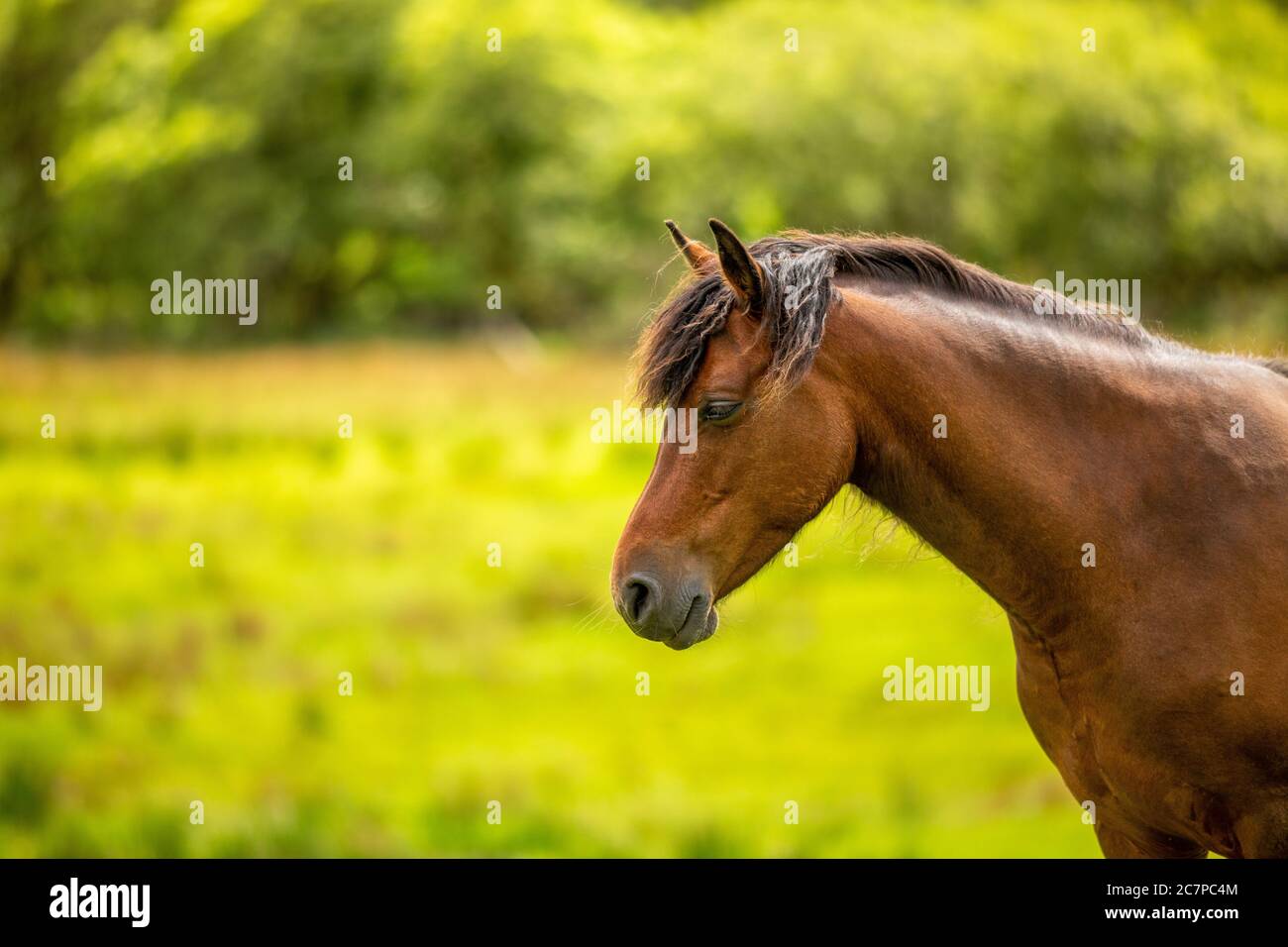 Horse connemara pony stallion hi-res stock photography and images - Alamy