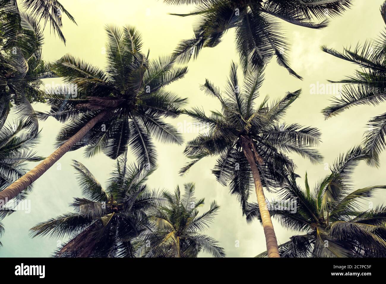 Coconut palm trees perspective view Stock Photo - Alamy