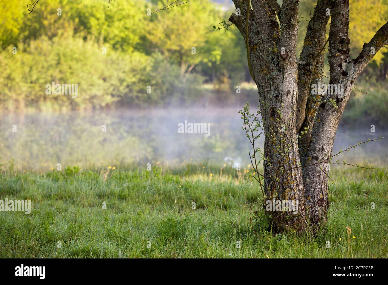 Sumpfgebiet hi-res stock photography and images - Alamy