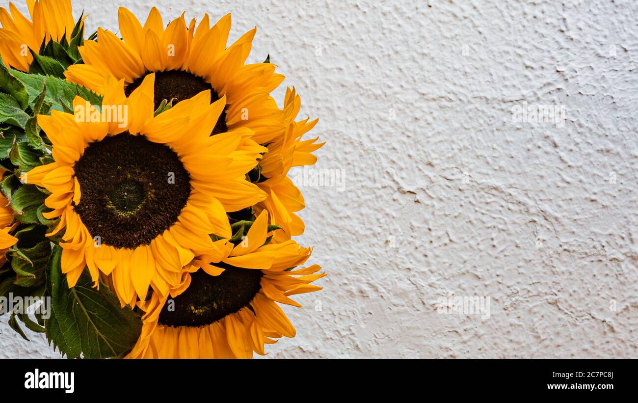 Closeup of a bouquet with flowers of sunflowers on white background ...