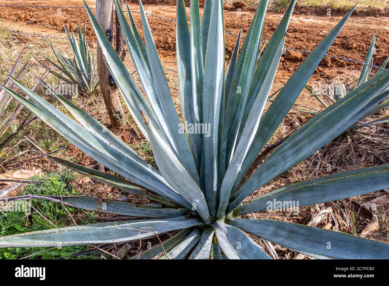 Close-up of the leaves of a blue agave in an agricultural agave ...