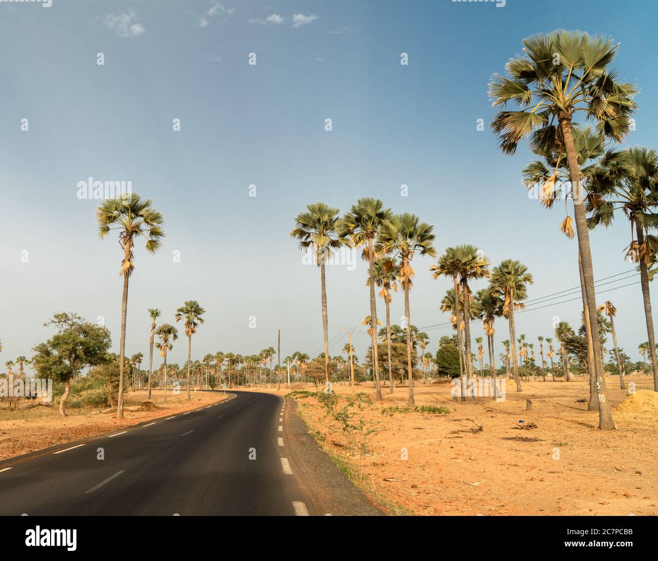 Asphalt country road leading through rural Senegal with palm trees ...