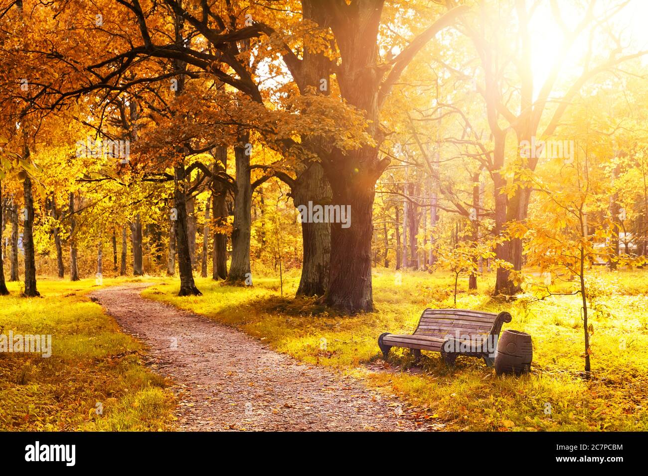 Wooden bench under oak tree hi-res stock photography and images - Alamy