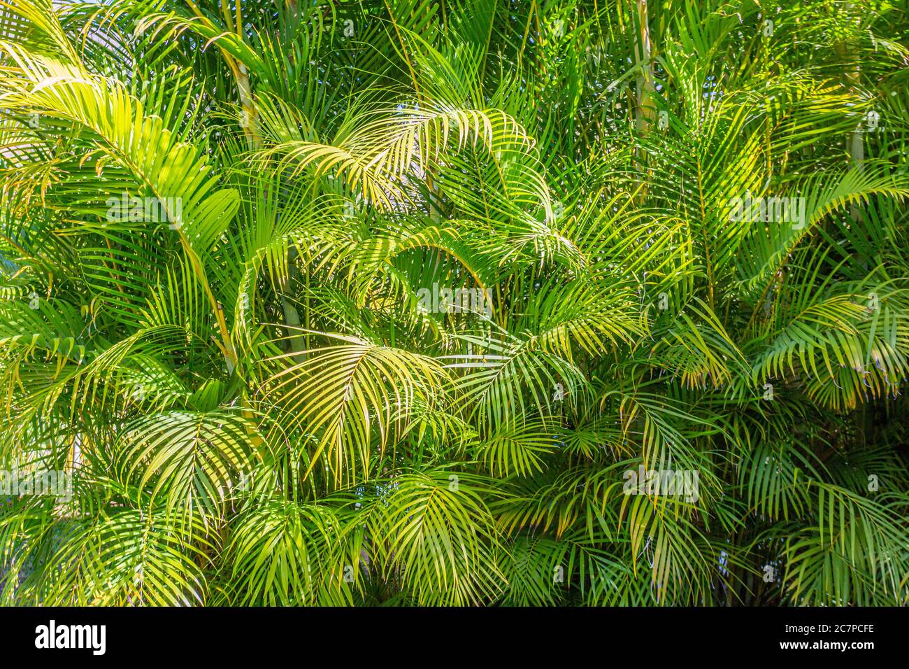 Green leaves of Areca palm trees with sunlight reflecting on them ...