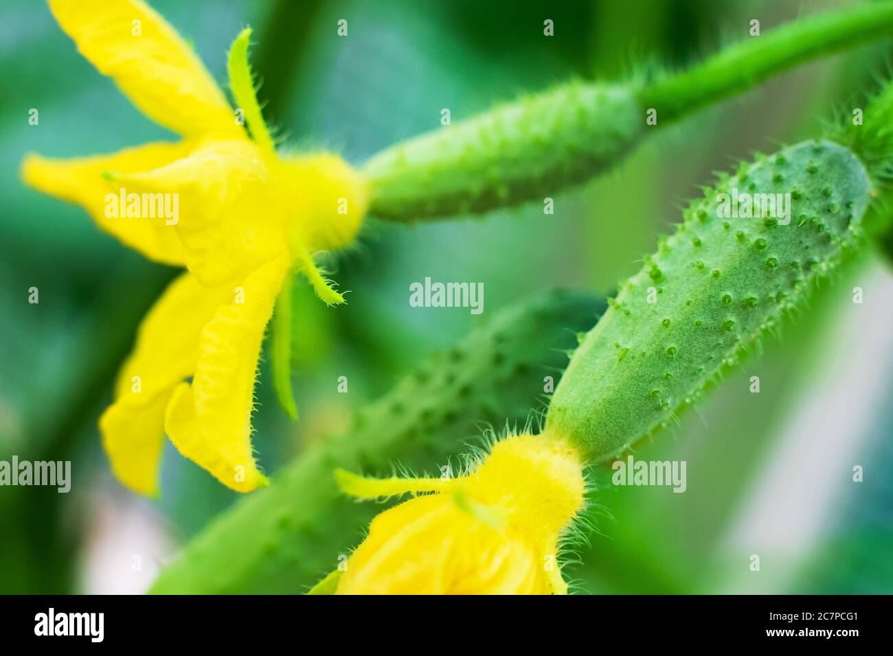 Small cucumber leaves hi-res stock photography and images - Alamy