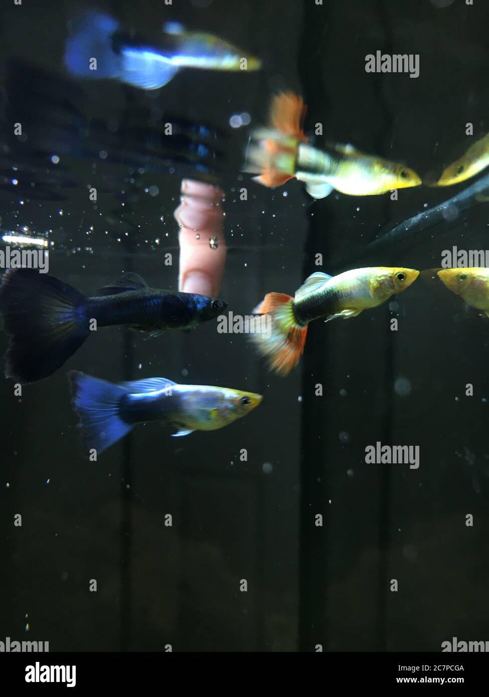 Vertical shot of several colorful fish in an aquarium at night Stock ...