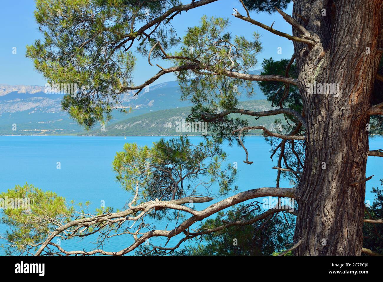 Big pine tree over the turquoise water of St.Croix lake in Verdon ...