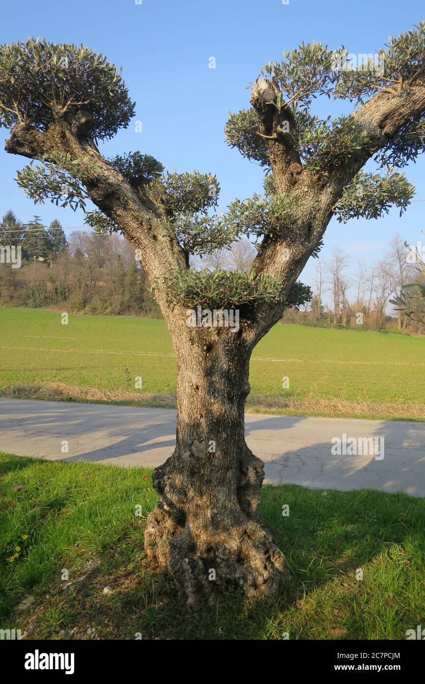 Olive street park hi-res stock photography and images - Alamy