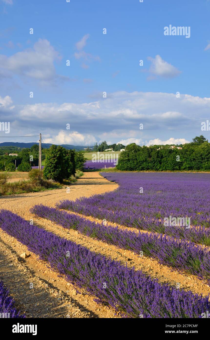 Stunning landscape with lavender field at sunset. Plateau of Sault ...