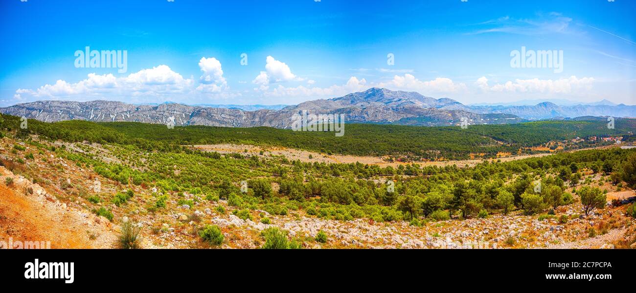 Aleppo pine tree hi-res stock photography and images - Alamy