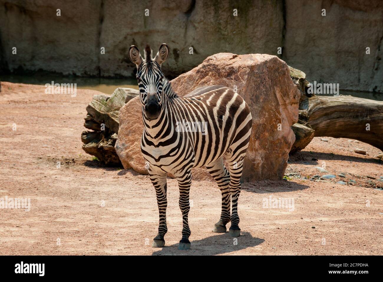 Zebra looking towards camera hi-res stock photography and images - Alamy