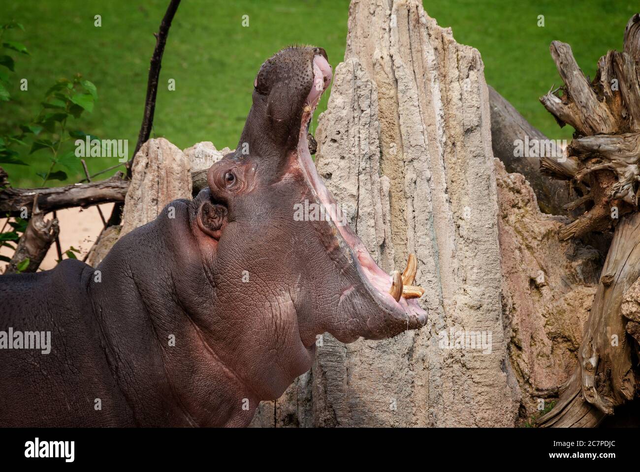 Hippo, hippopotamus amphibious, shows its teeth opening its mouth wide ...