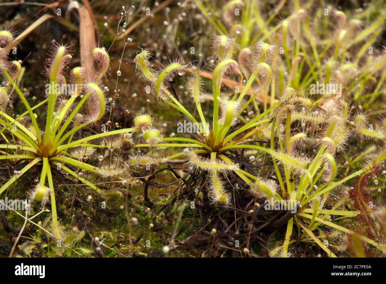 Sydney Australia, sundew plant with sticky mucilage to catch insects ...