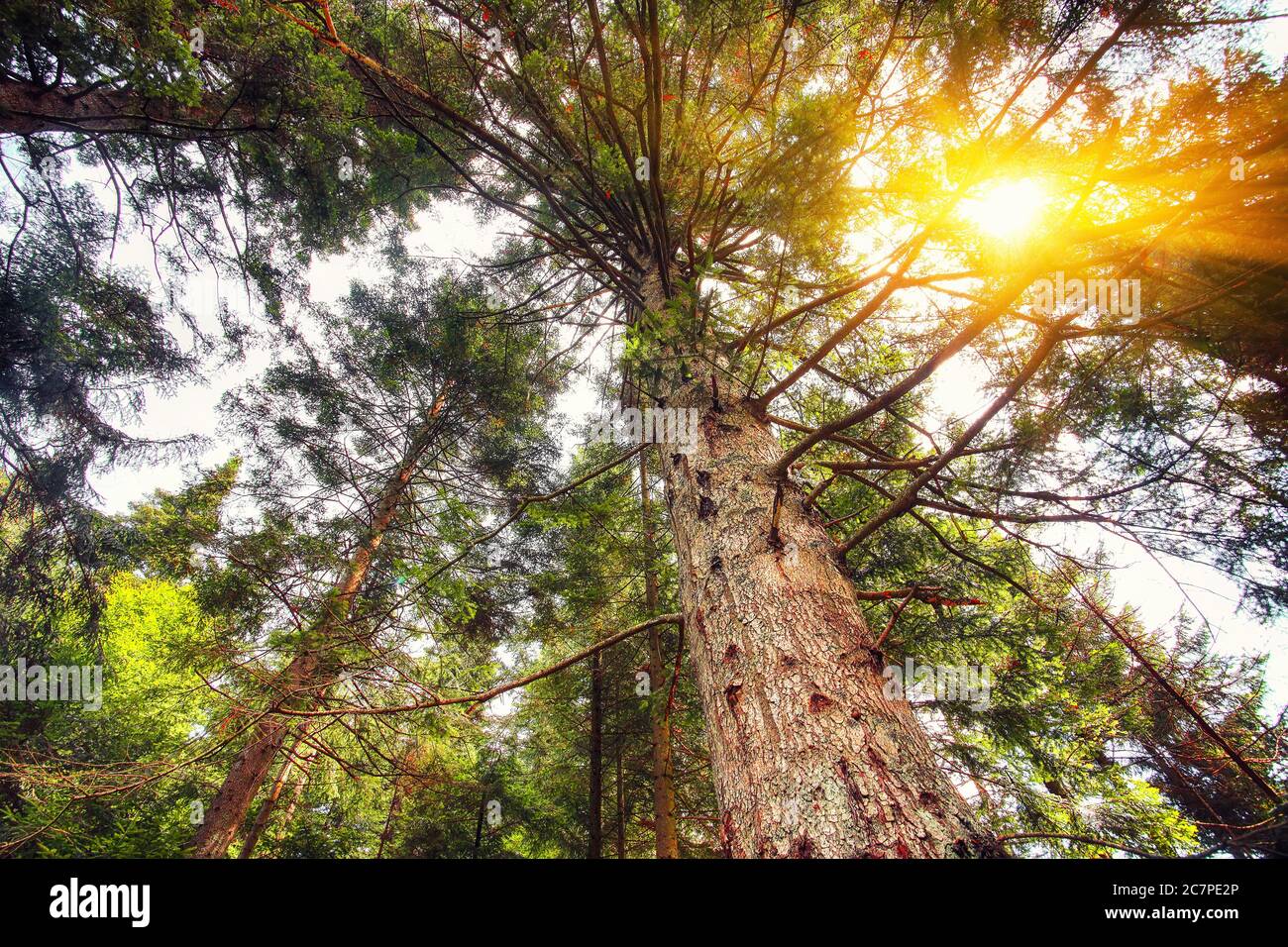 Looking Up In Summer Mixed Forest Trees Woods To Canopy. Bottom View ...