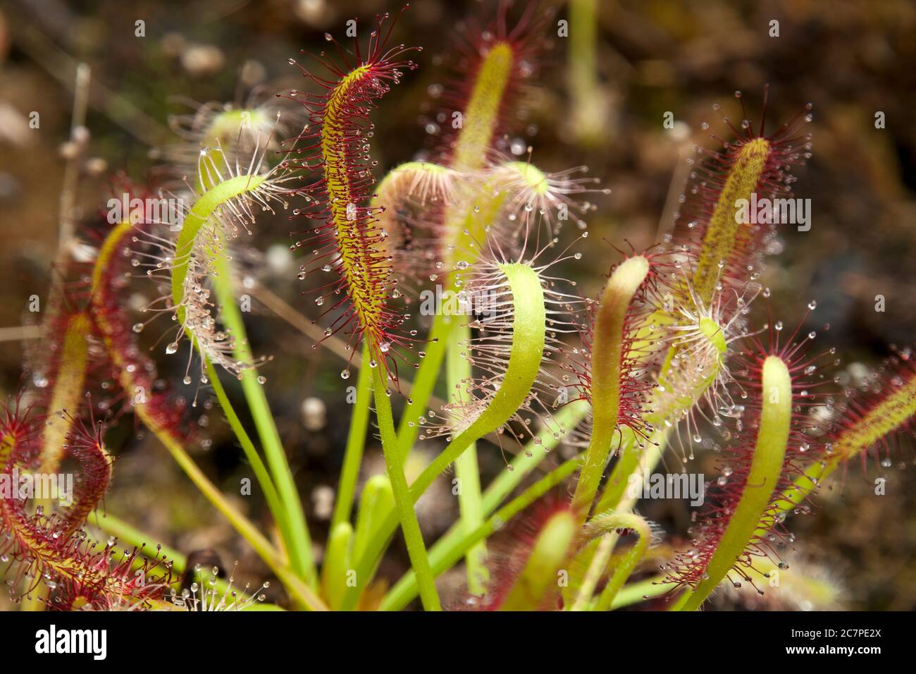 Leaf with mucilaginous glands hi-res stock photography and images - Alamy