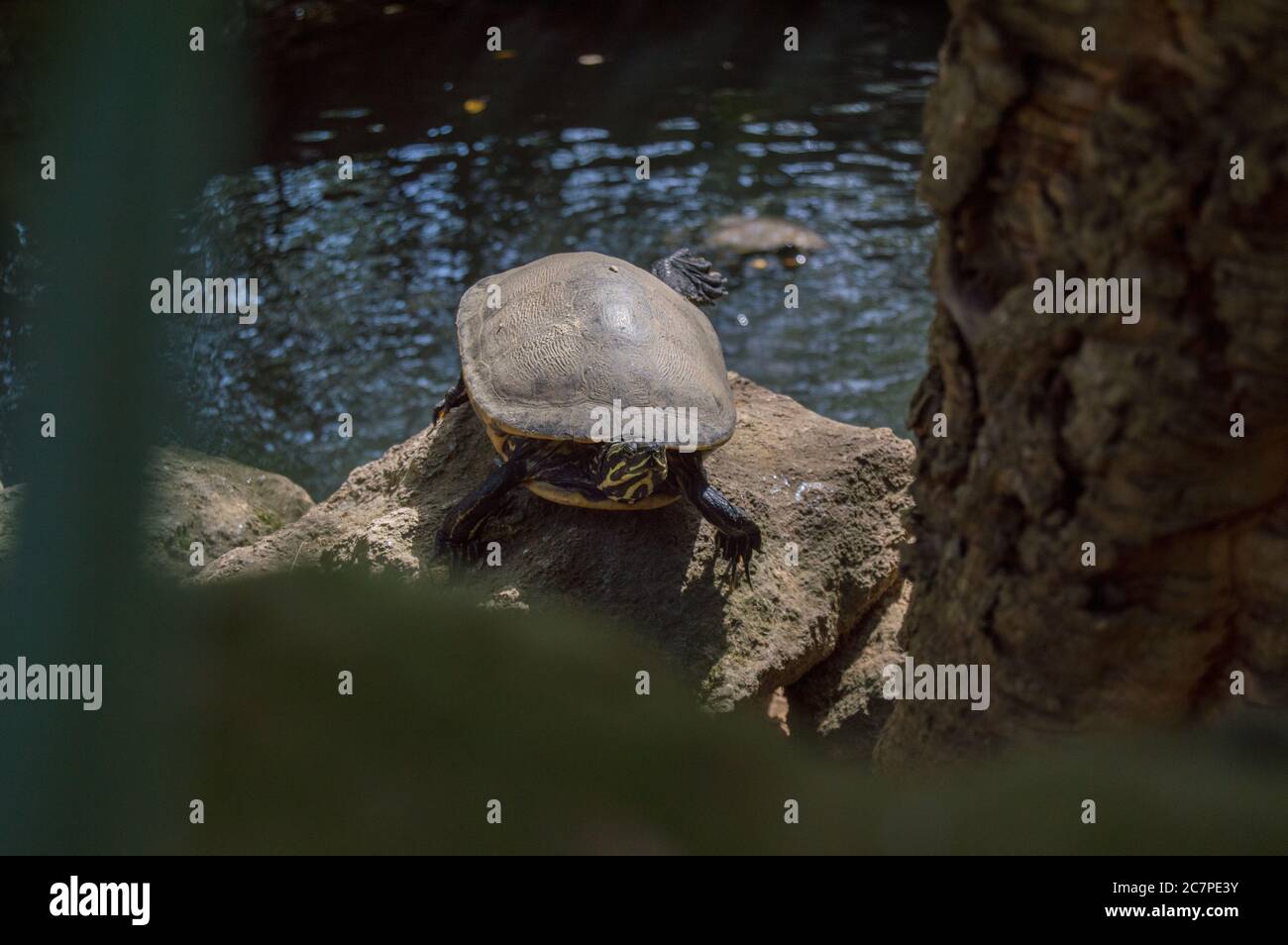 Selective focus shot of a water turtle lying on the rock under a ...