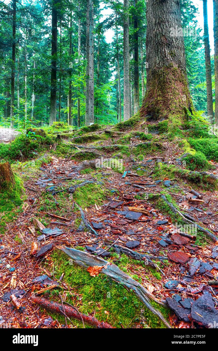 Fir tree roots in hi-res stock photography and images - Alamy
