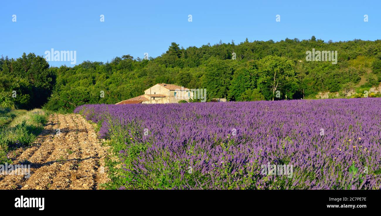 Stunning landscape with lavender field at evening. Plateau of Sault ...
