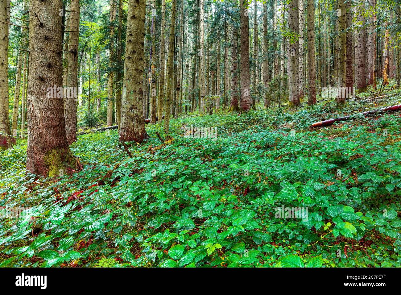 Brambles forest hi-res stock photography and images - Alamy