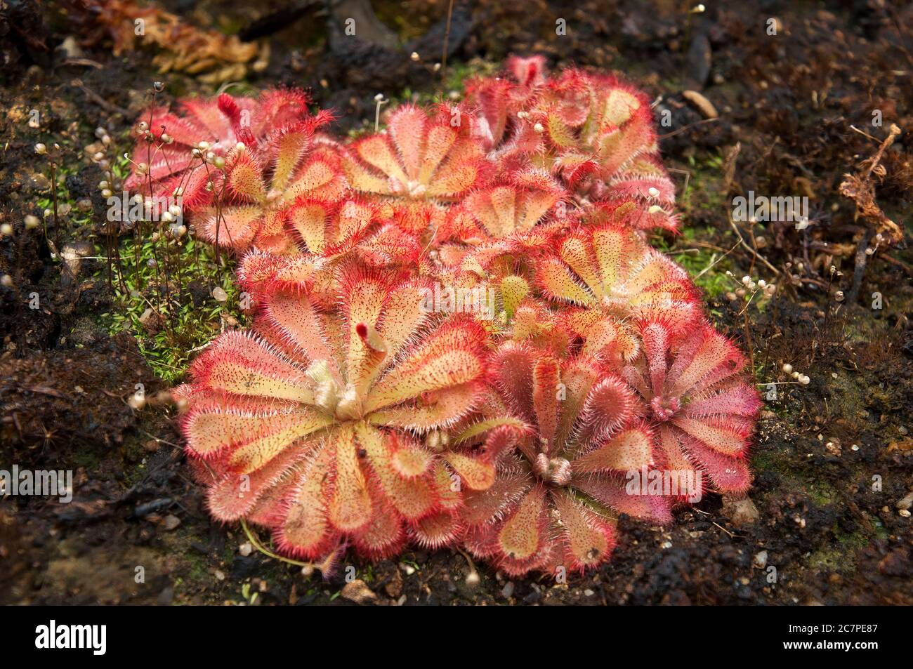Sydney Australia, Drosera aliciae or Alice sundew in garden Stock Photo ...