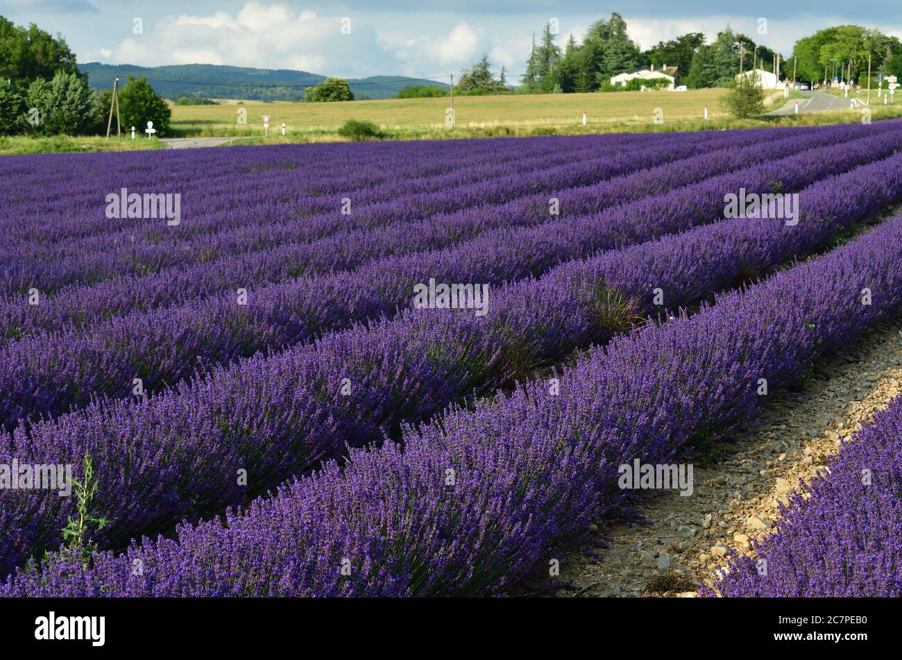 Stunning landscape with lavender field at evening. Plateau of Sault ...
