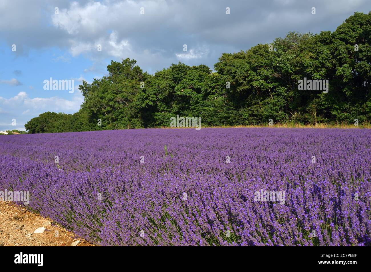 Stunning landscape with lavender field at evening. Plateau of Sault ...