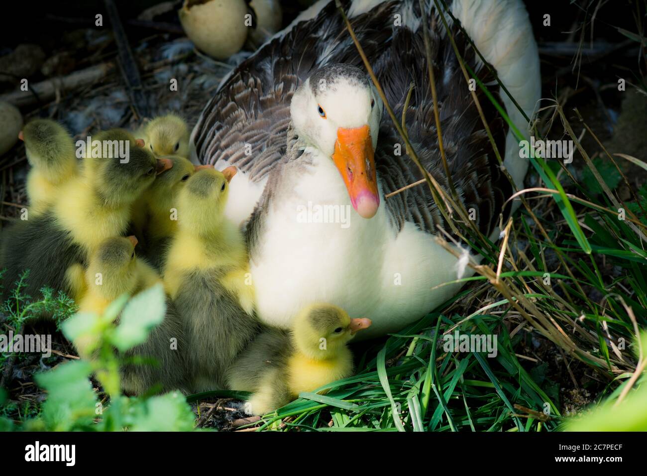 High angle shot of a goose with her chicks in the greenery Stock Photo ...
