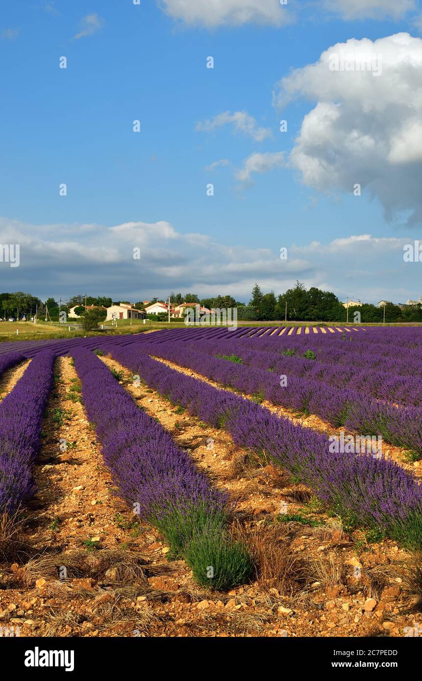 Stunning landscape with lavender field at evening. Plateau of Sault ...