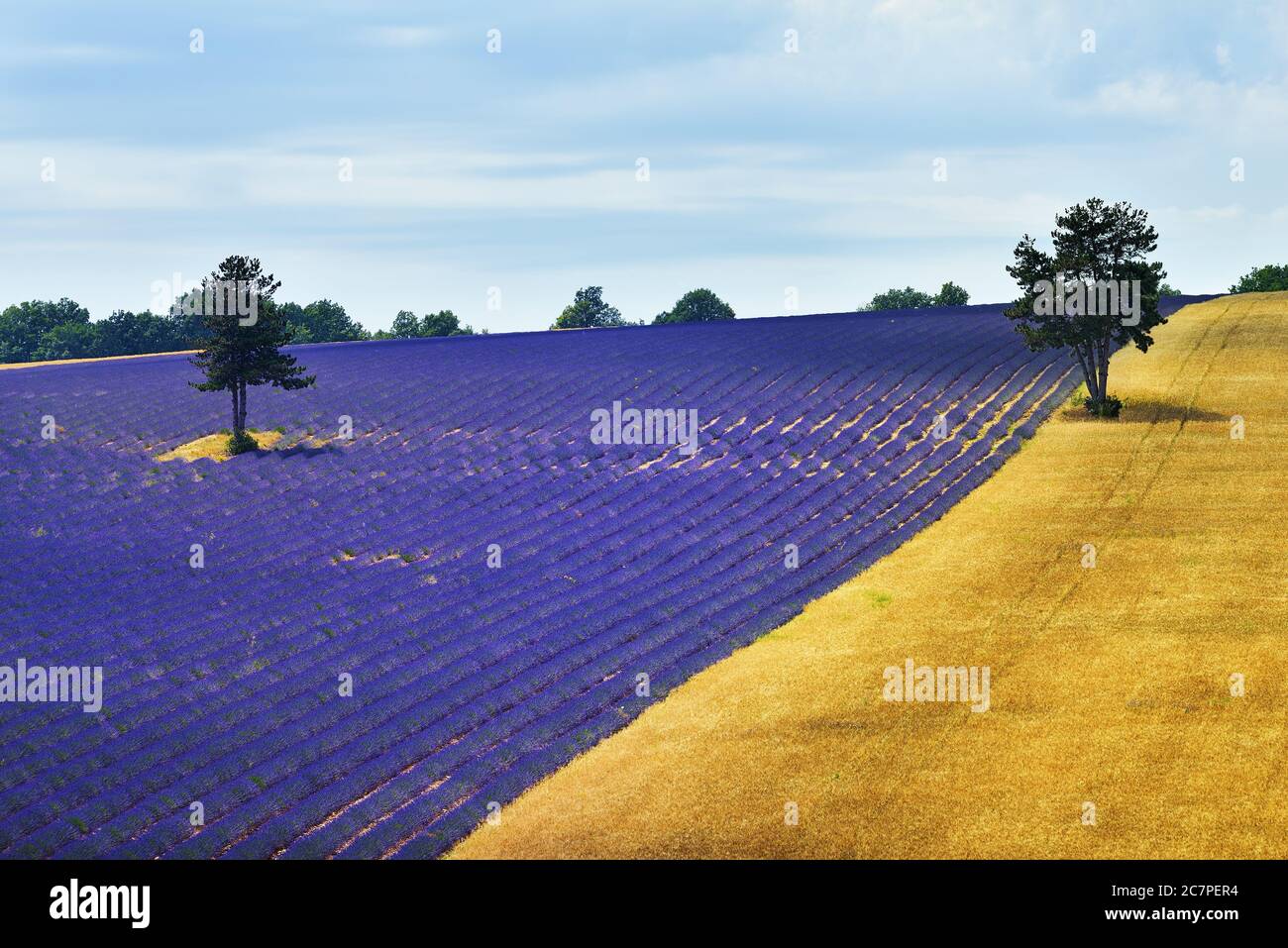 Stunning landscape with lavender and wheat fields at dawn. Provence ...
