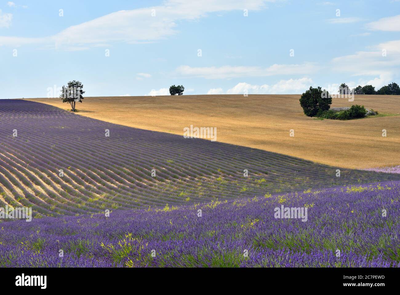 Stunning landscape with lavender and wheat fields at dawn. Provence ...