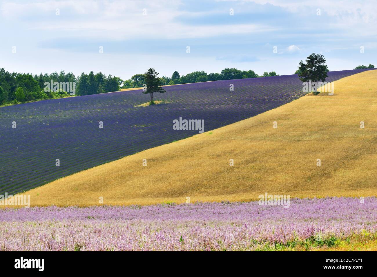 Stunning landscape with lavender and wheat fields at dawn. Provence ...