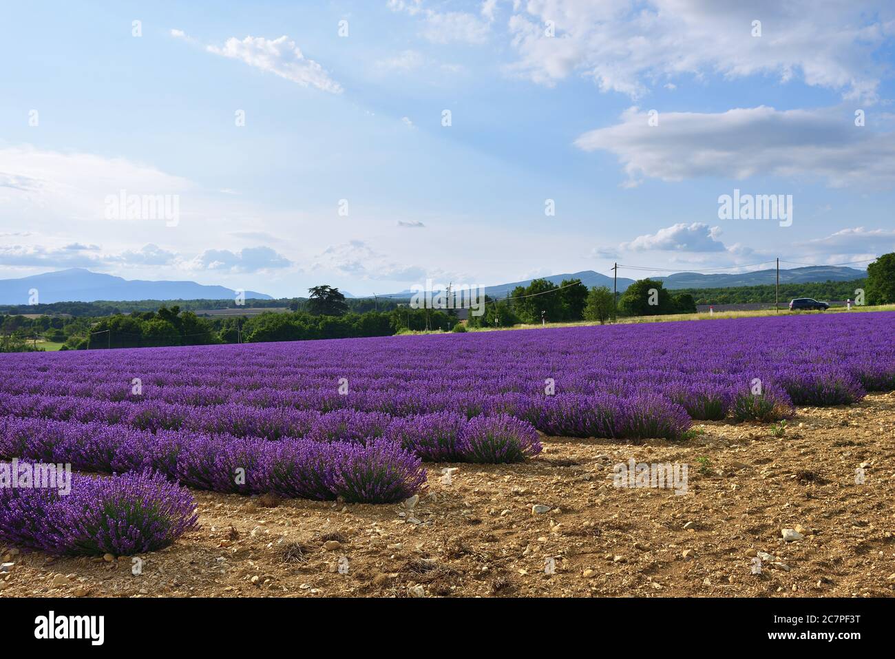 Stunning landscape with lavender field at evening. Plateau of Sault ...