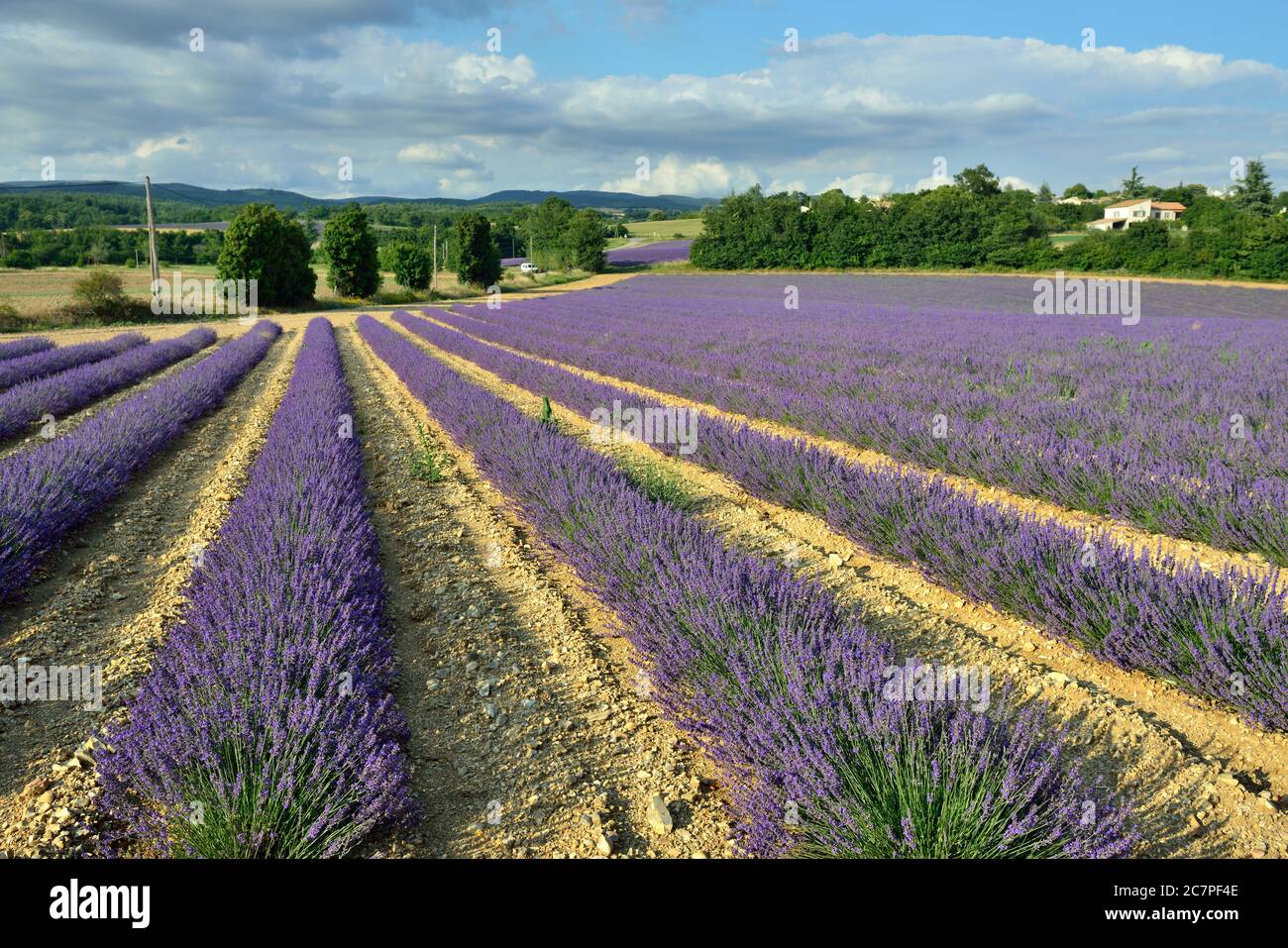 Stunning landscape with lavender field at evening. Plateau of Sault ...