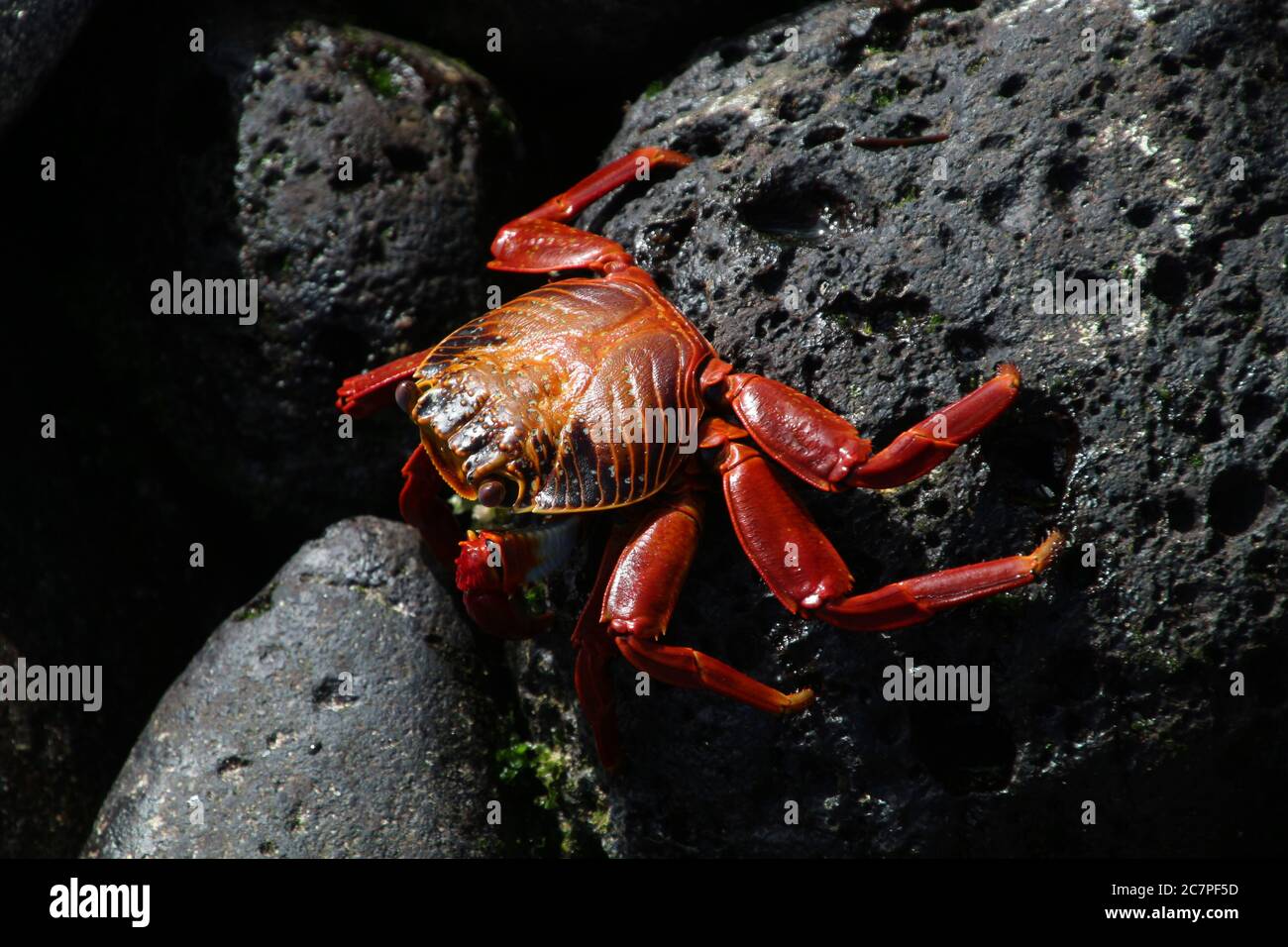 Red cliff crab Stock Photo - Alamy